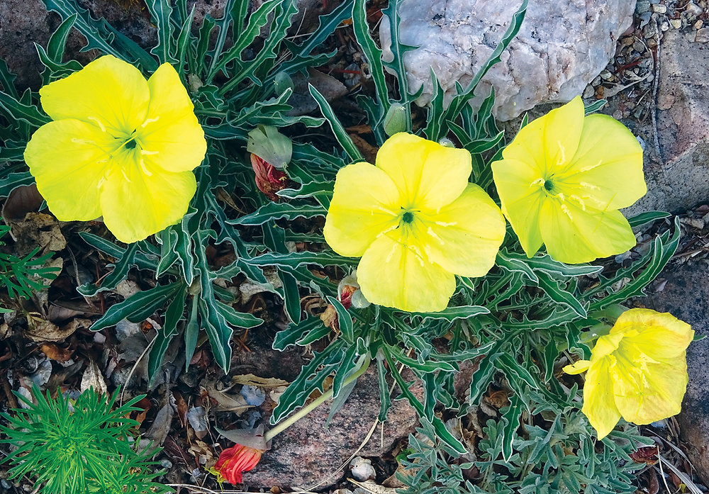 Double Bottom Line Gardening