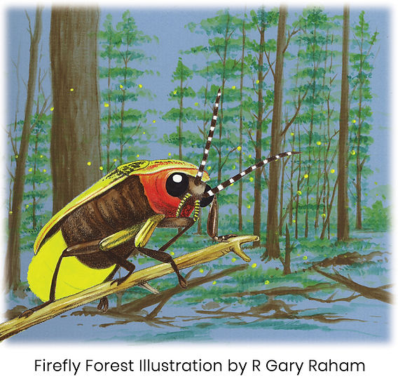 firefly insect light