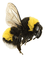 Bumblebee Animated Gif