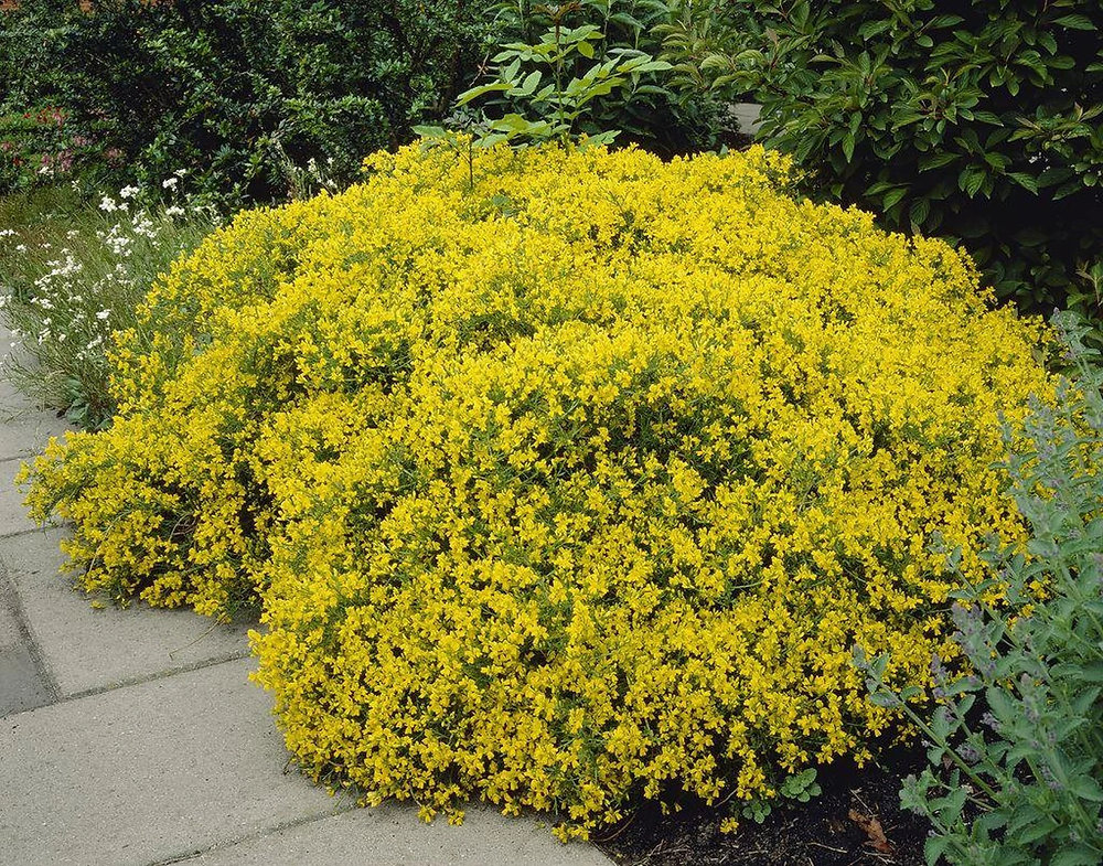 Plant Portrait: Genista Lydia • Zone 5-9