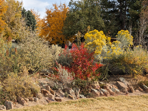 Colorado Native Plant Landscape in Fall - Stock Photo | picklewix