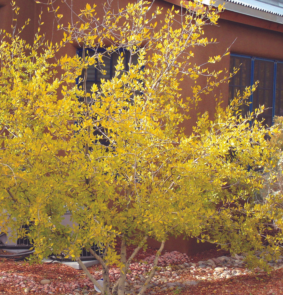 SHRUB PROFILE: New Mexican Privet