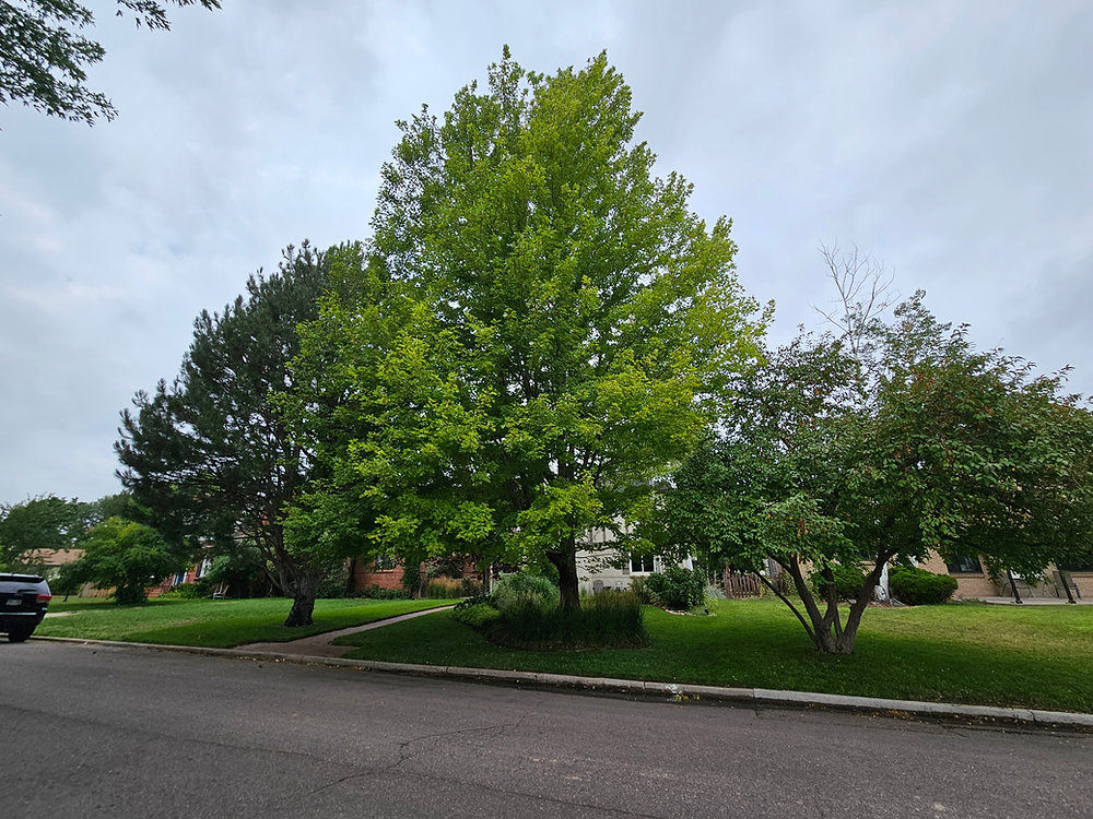 Denver Tree Pruning