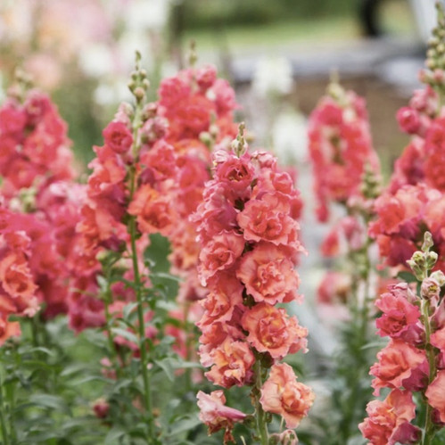 Muflier rose ancien (4) | Ferme Les Carottés