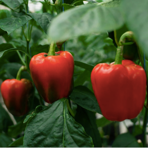 Poivron rouge | Ferme Les Carottés