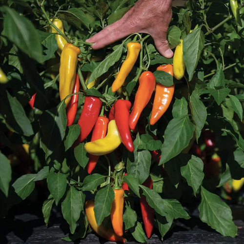 Piment Banane | Ferme Les Carottés