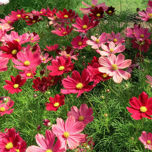 Cosmos rose | Ferme Les Carottés