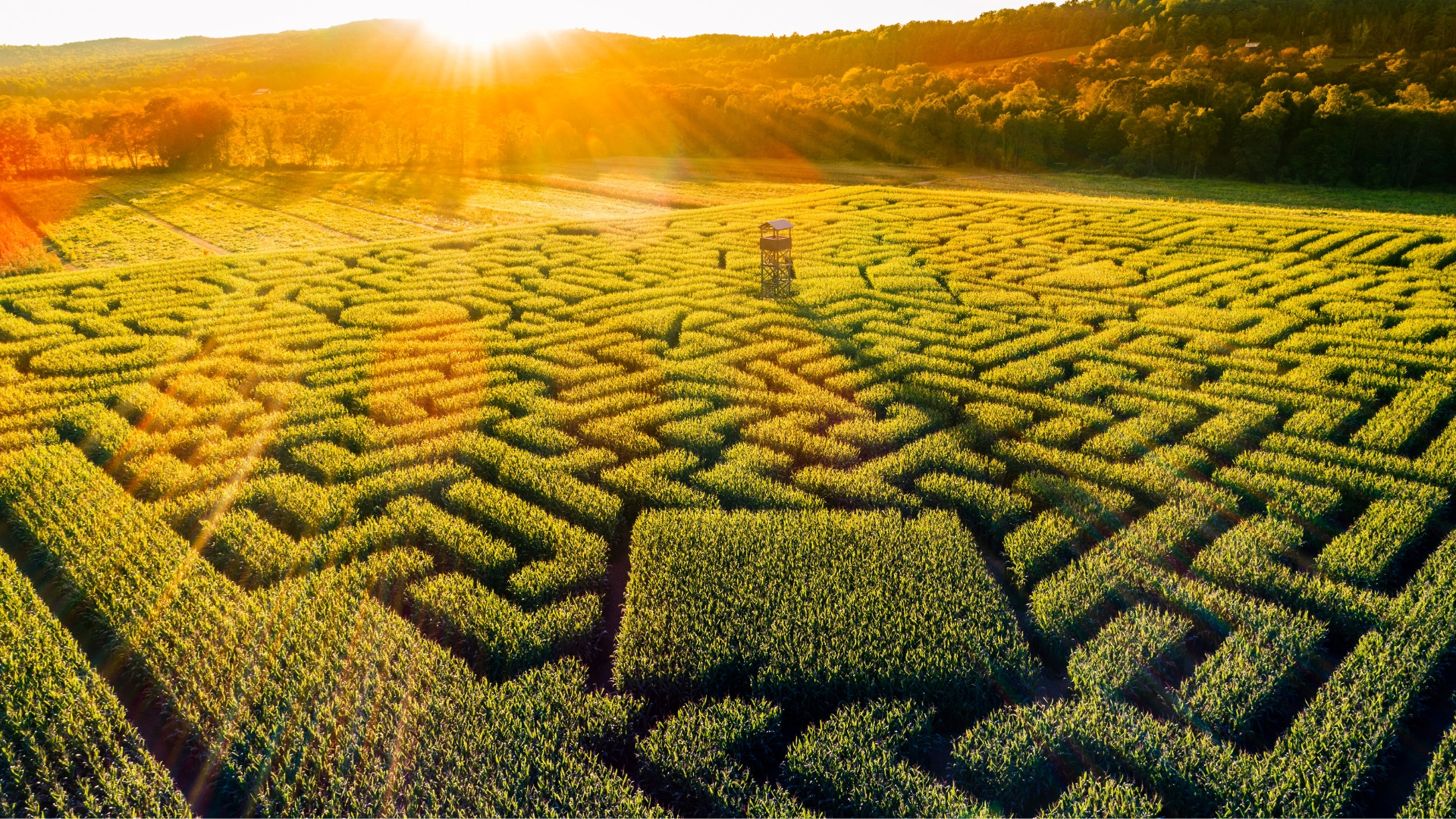The Maze