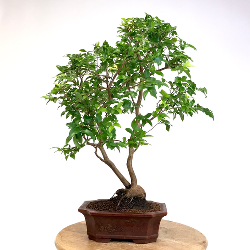 PRUNIER de Java +15 ans de 57 cm de hauteur E61 | PARIS-BONSAI.COM