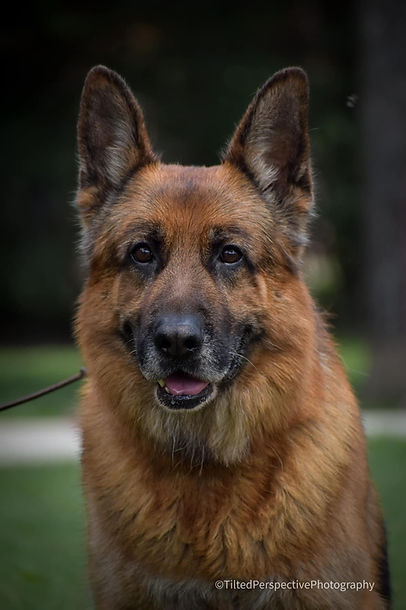 RETIRED FEMALES | TEXAS | Nobleheim German Shepherds
