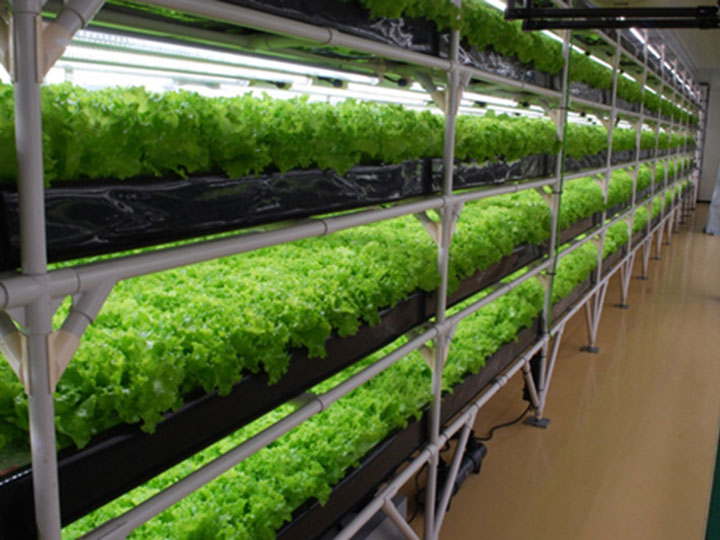 Osaka Sakai Plant Factory Corporation Artificial Light Plant Factory