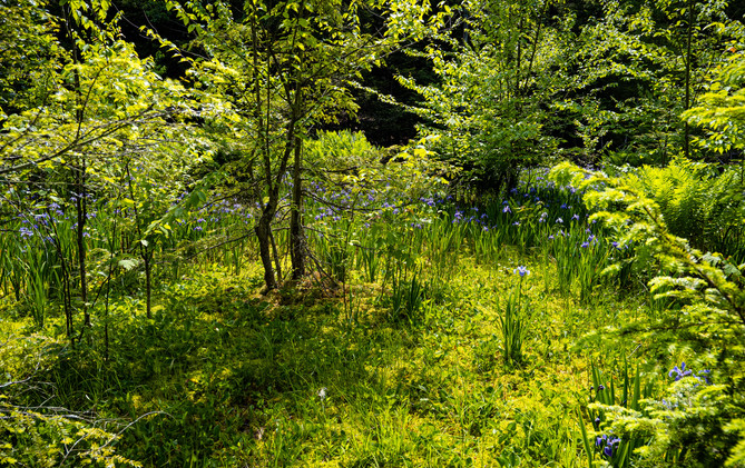 Floating Fen | WNYLC