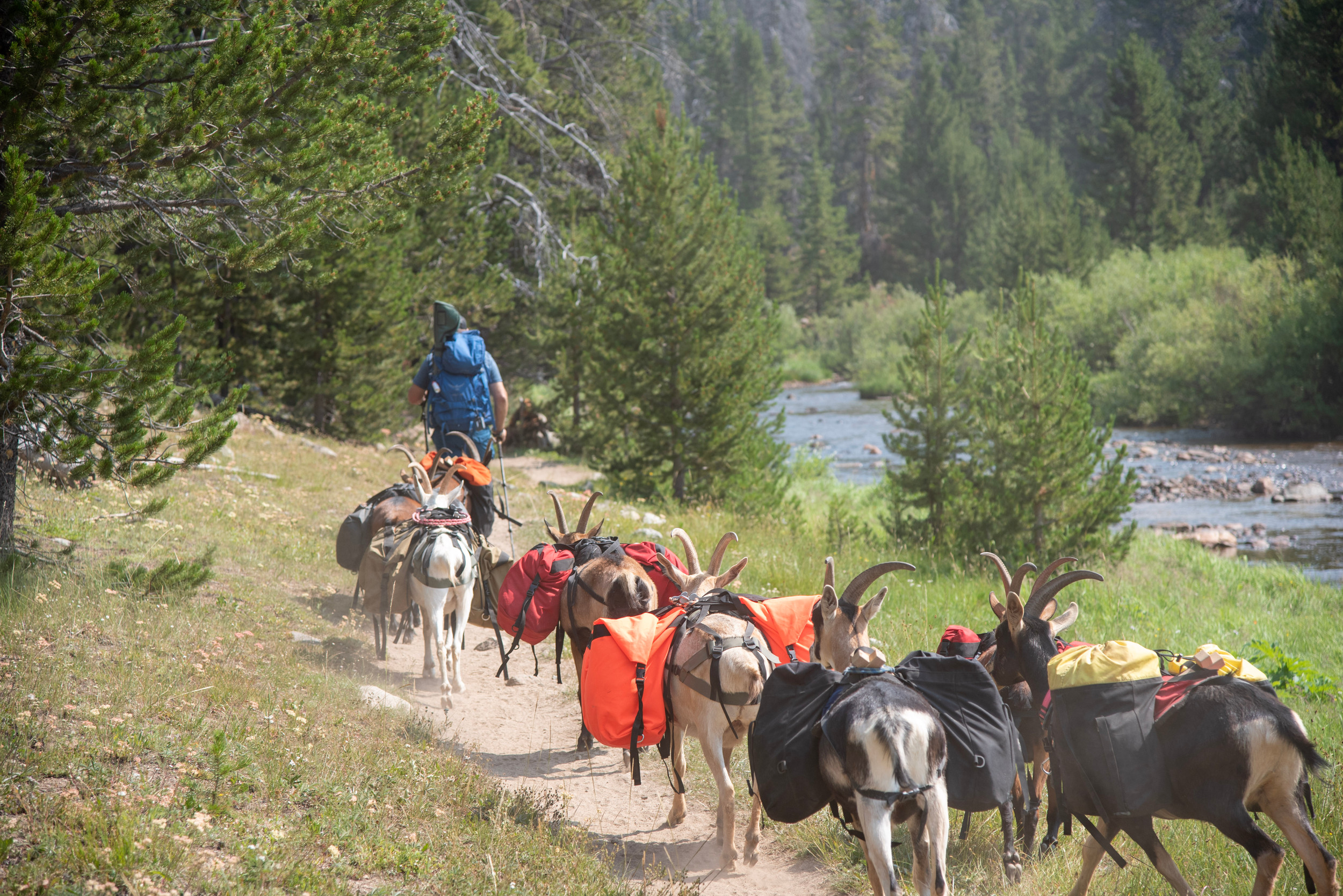 Packgoats In Arizona | Lazy Ranch Pack Goats | Chino Valley