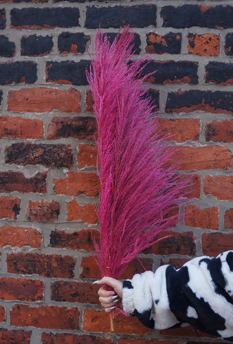 Fuchsia Pampas Grass | Vivid Floral