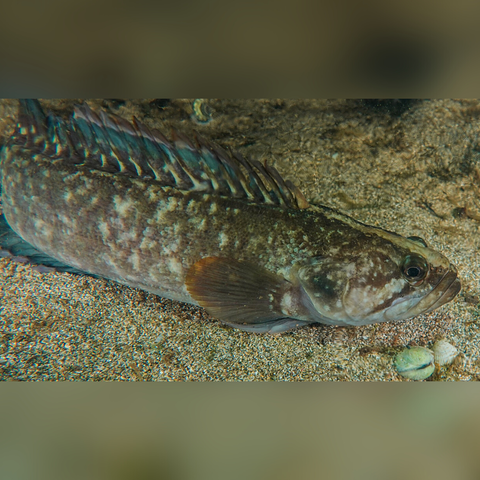 Olive Rockfish - Taumaka | Mountains to Sea Conservation Trust