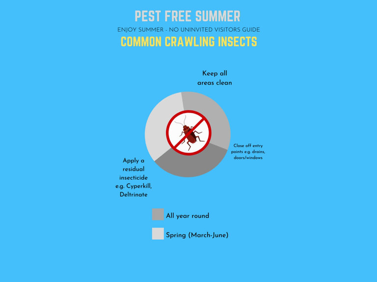 Your Guide to a Pest Free Summer - Common Crawling Insects