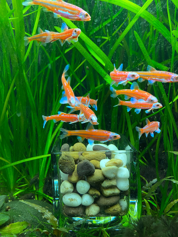 Three NANF Species Cohabiting | Potomac Valley Aquar