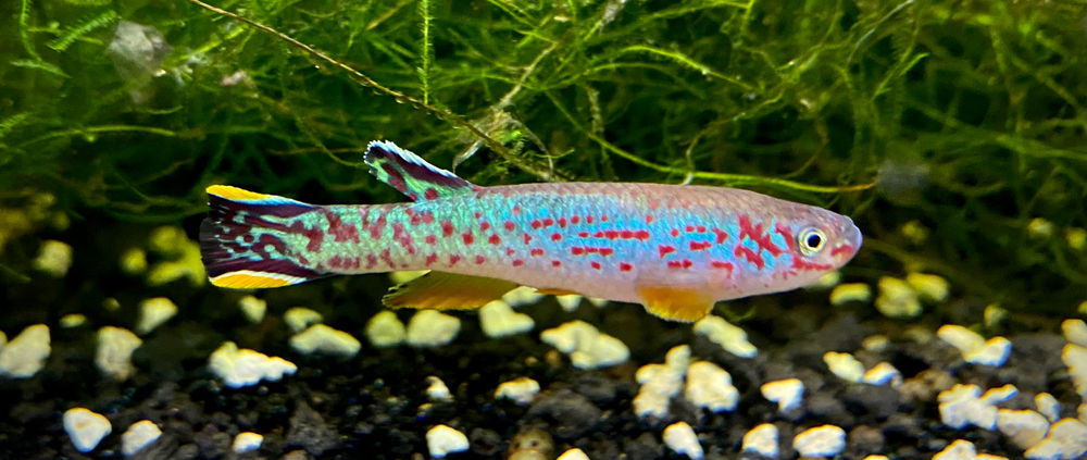 Growing a Passion for Killifish | Potomac Valley Aquar