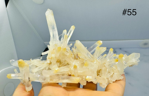 Mango Cluster | David Sereda