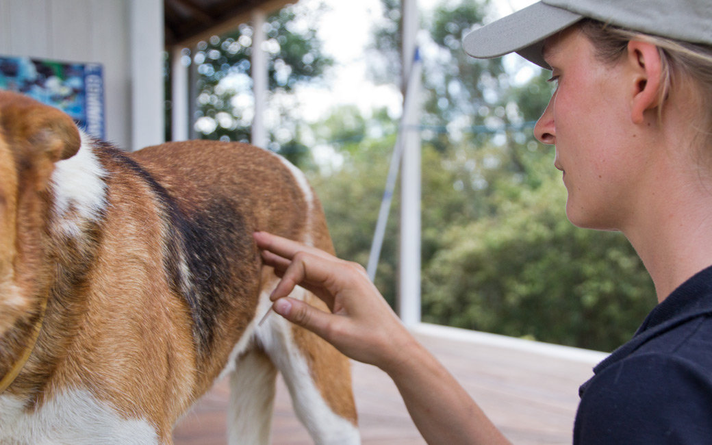Acupuncture for small animals