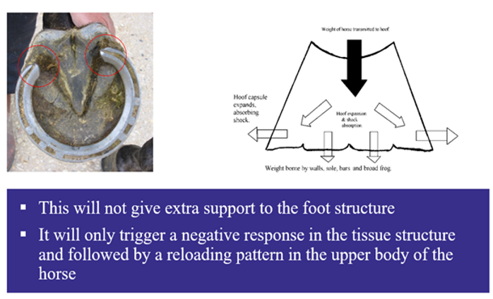 Considering the placement of the branches of the shoe