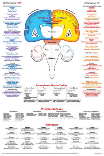Brain with Primitive Reflexes | NeurdSolutions