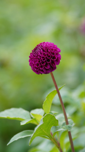 Dahlia Rocco | Dahlia Beach