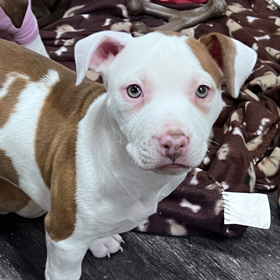 Animal Rescue | Paws Up 4 Rescue | Joliet, Illinois