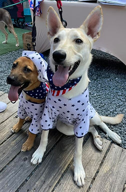 Rescue | Bee Pawsitive Husky Rescue