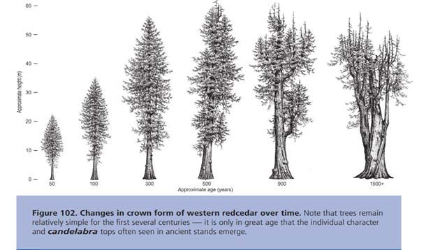 Western Red Cedar - the latest climate change victim?