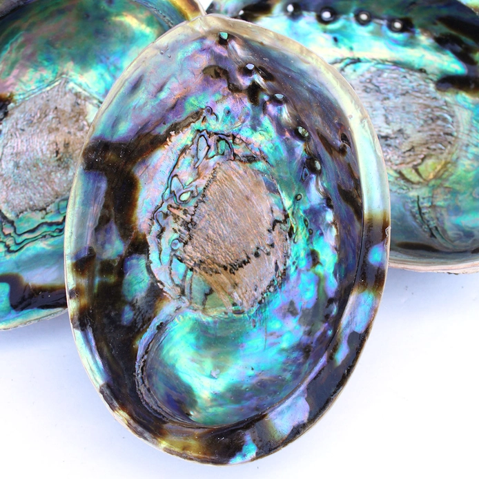 Paua Abalone Seashell | Coyote Moon