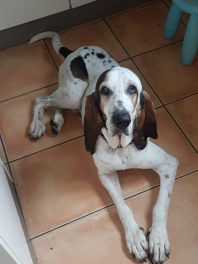 HUBERT