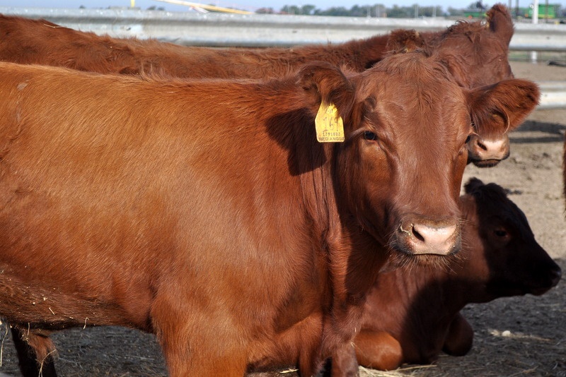 Weber Feedyards - Home