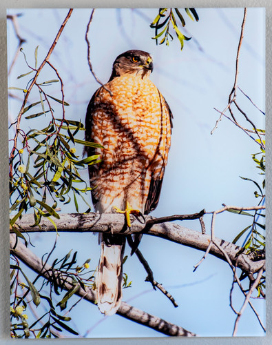 Kimberly Short, Huntress | DesertMuseumArts.com