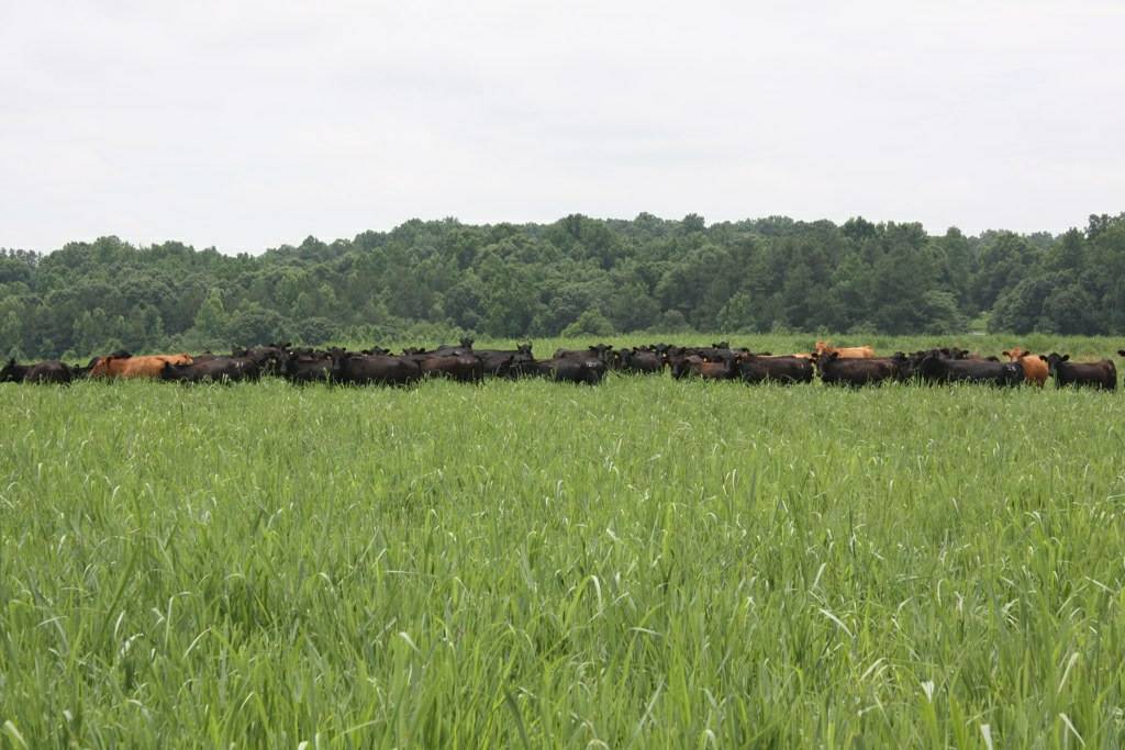 More Hay Production, Green Pastures , High Protein