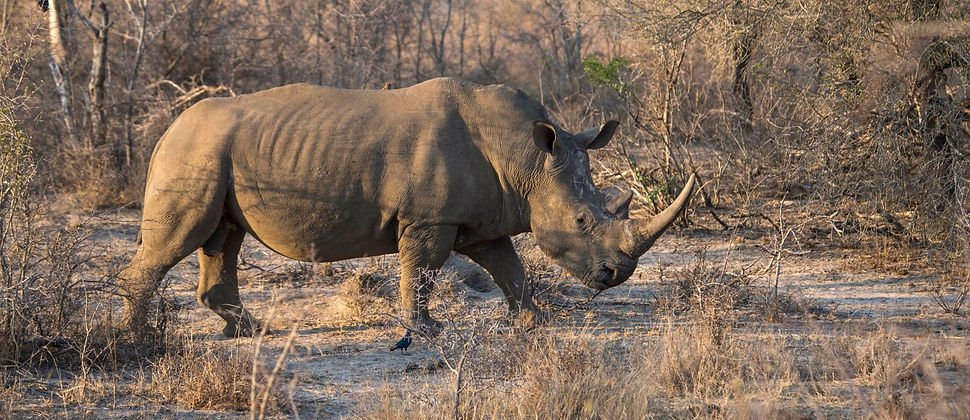 Rhino Hunting Info | Mattanja Hunting Safaris