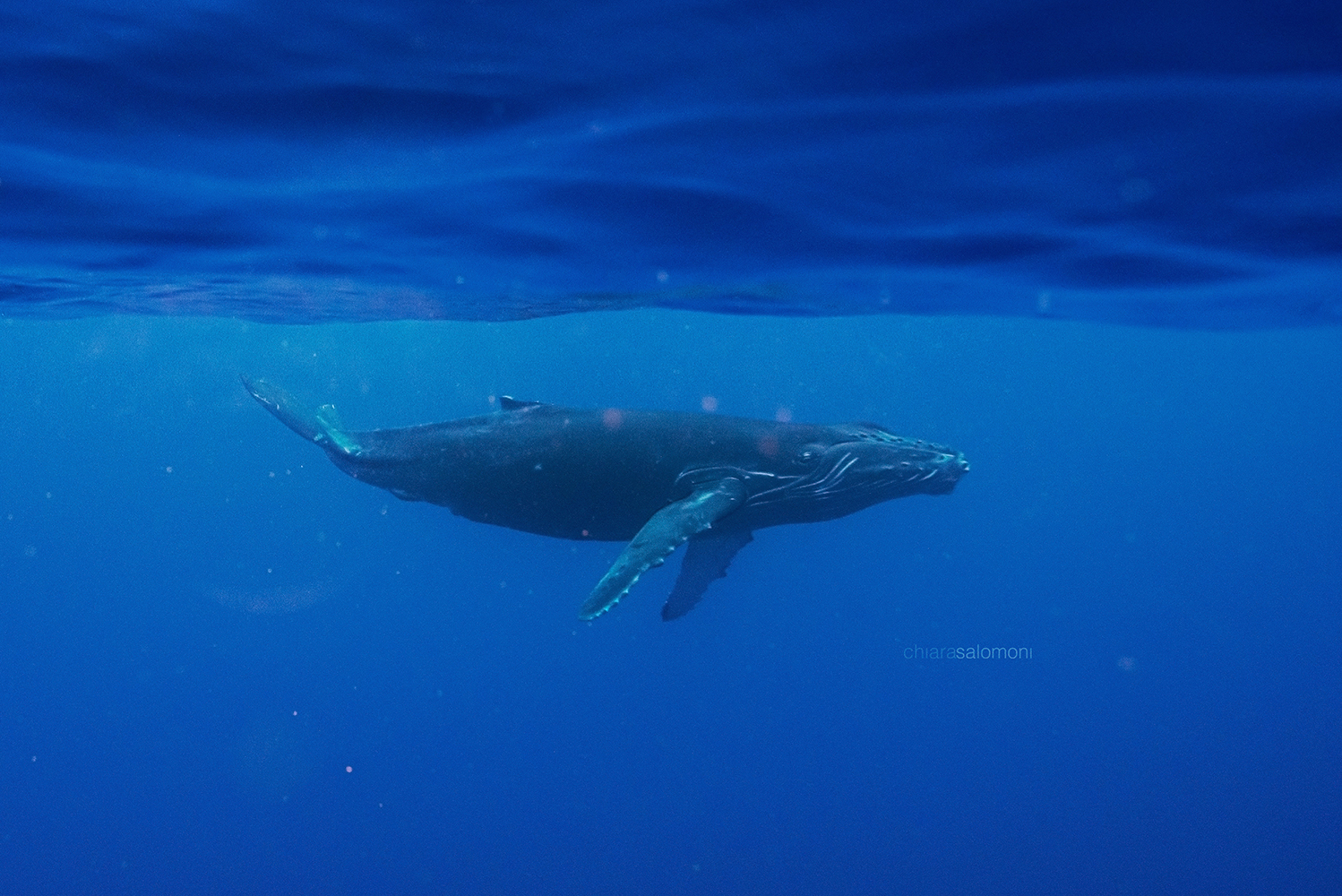 A whale's song