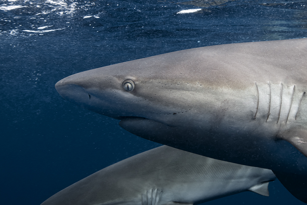 Shark eyes and what they tell us