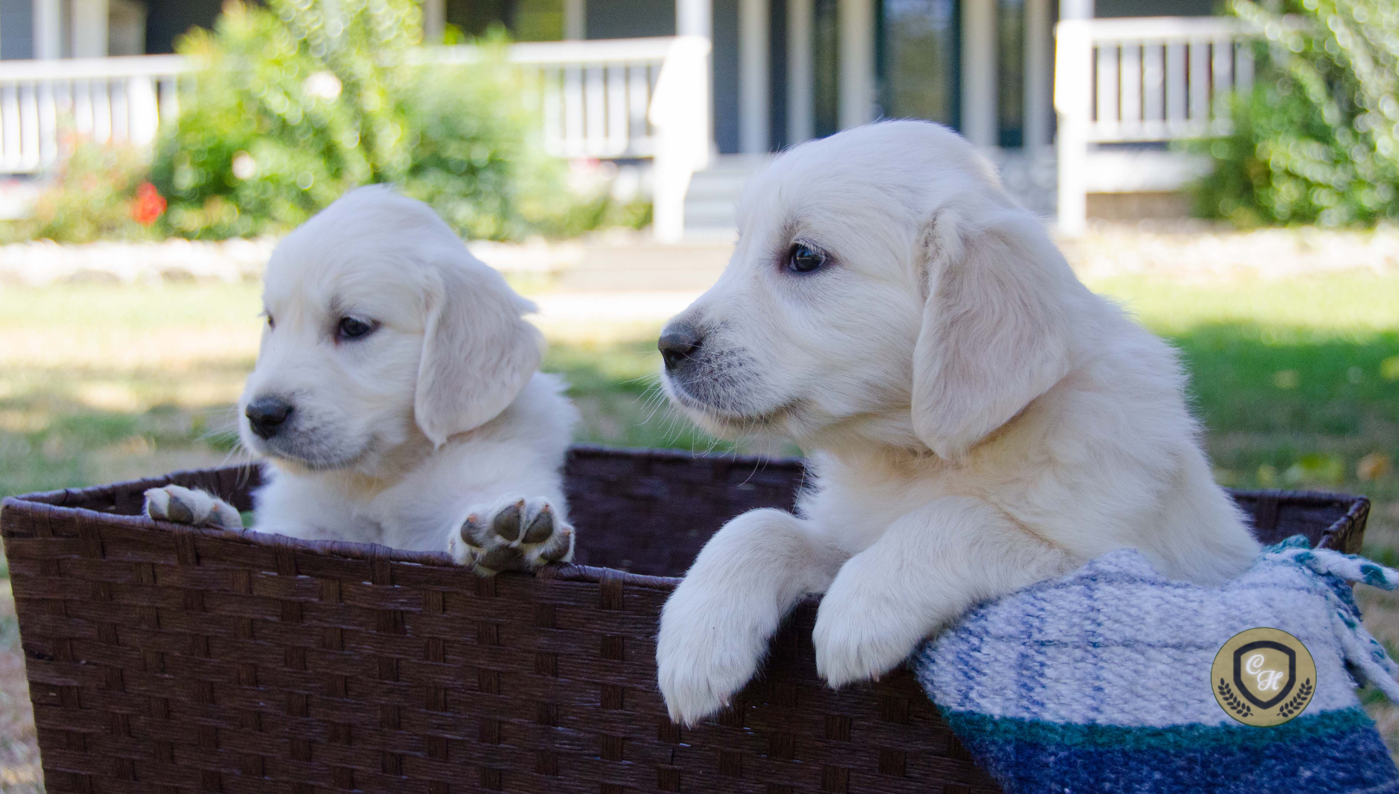 Photo Gallery | Classic Heritage Golden Retrievers