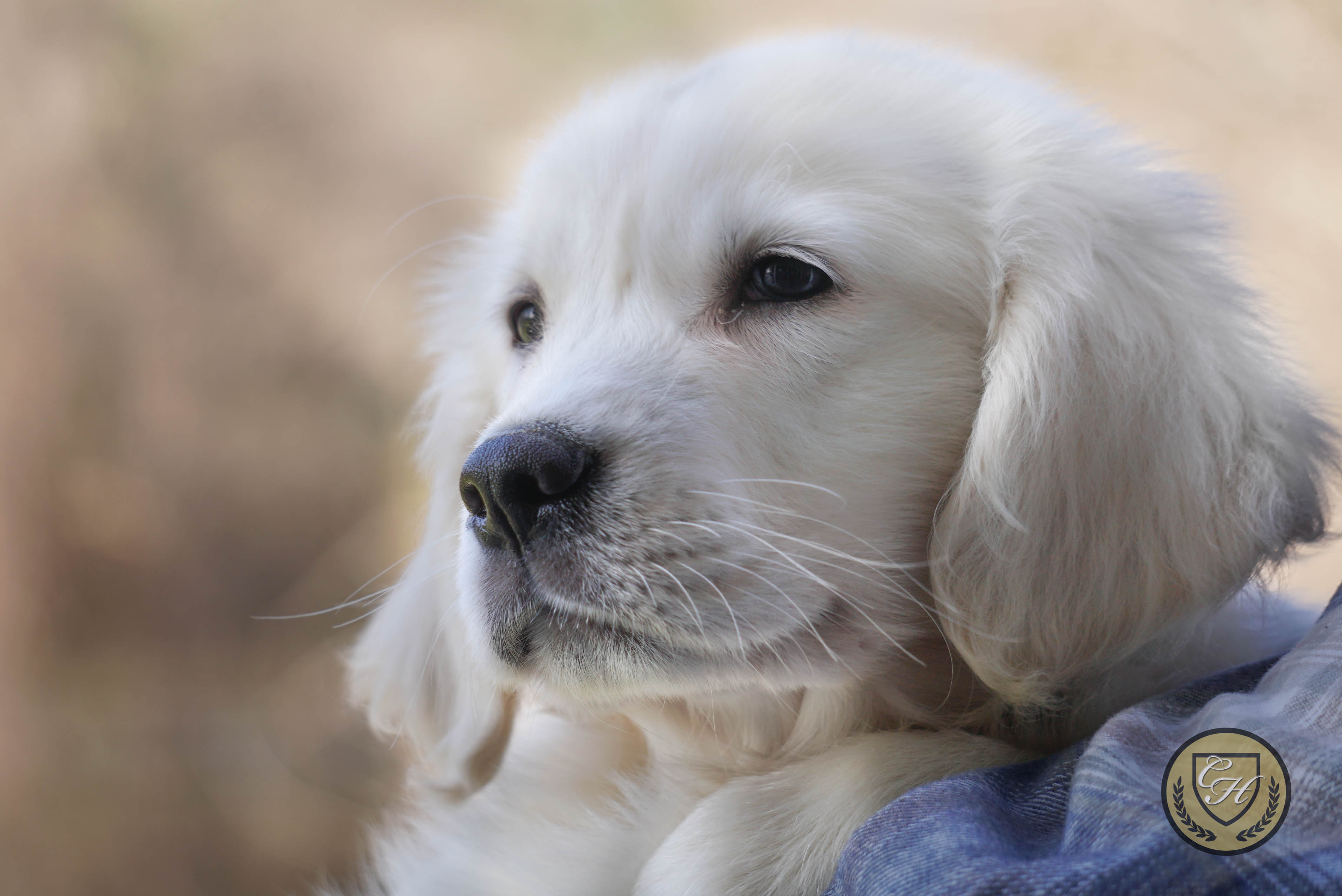 Photo Gallery | Classic Heritage Golden Retrievers