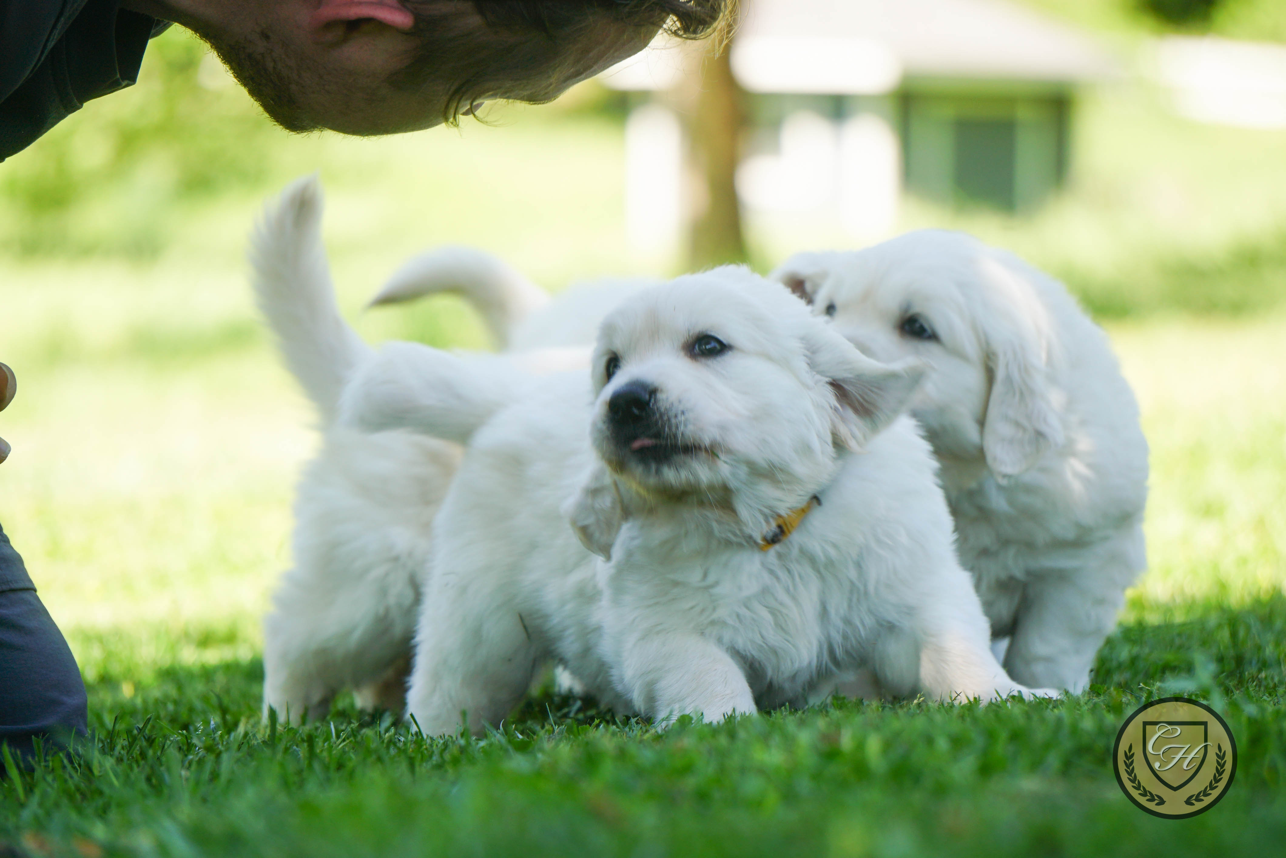 Photo Gallery | Classic Heritage Golden Retrievers