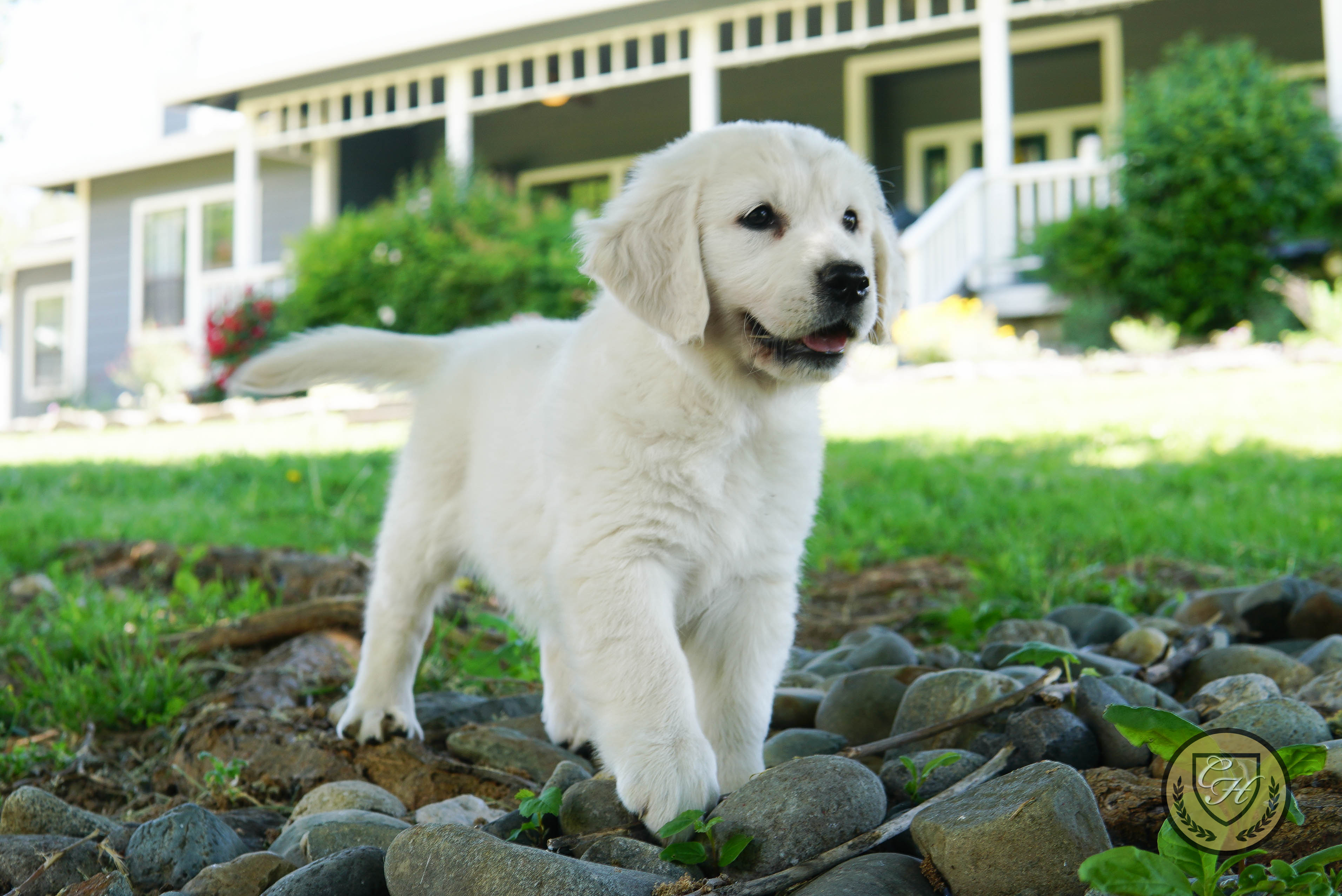 Photo Gallery | Classic Heritage Golden Retrievers