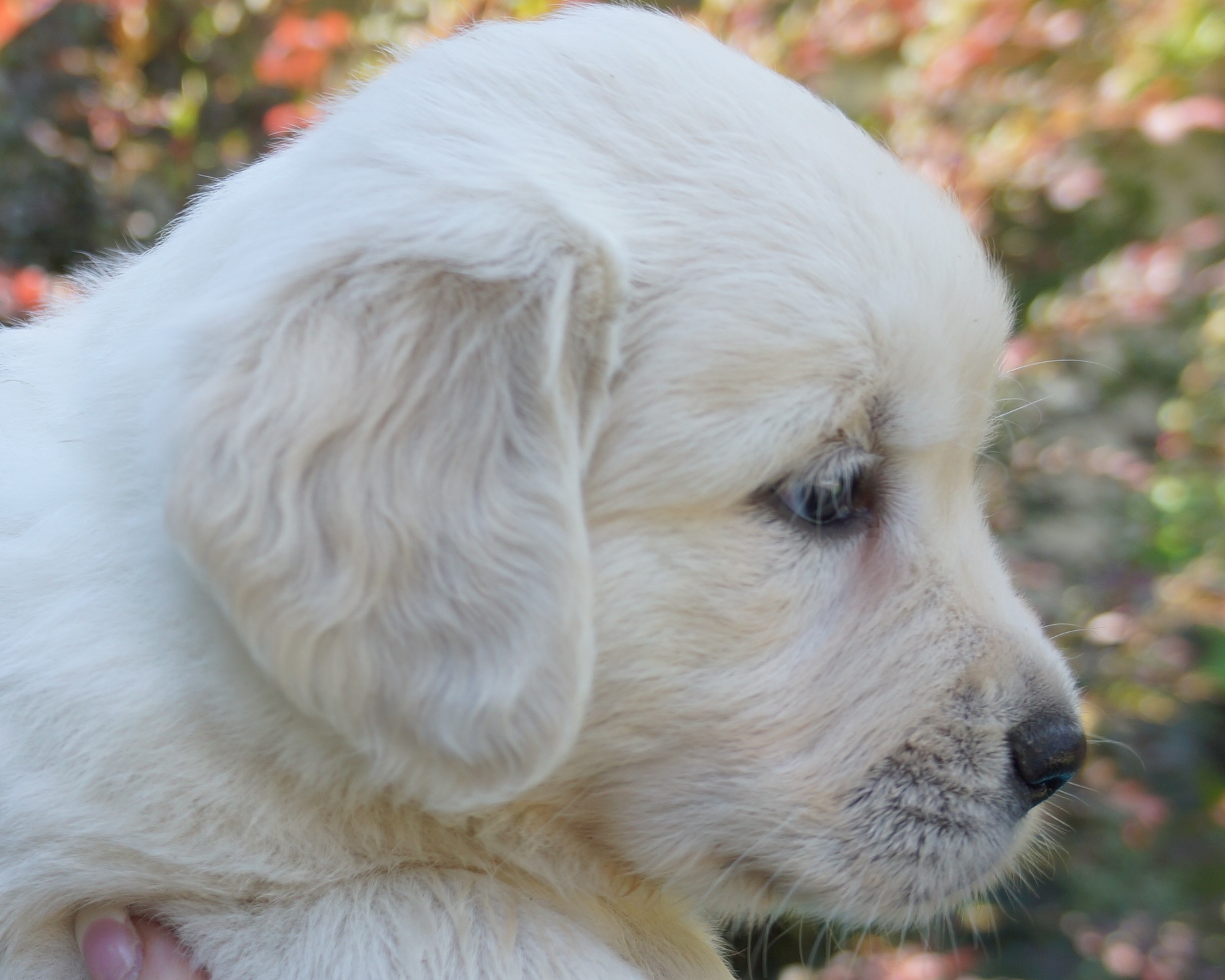 Photo Gallery | Classic Heritage Golden Retrievers