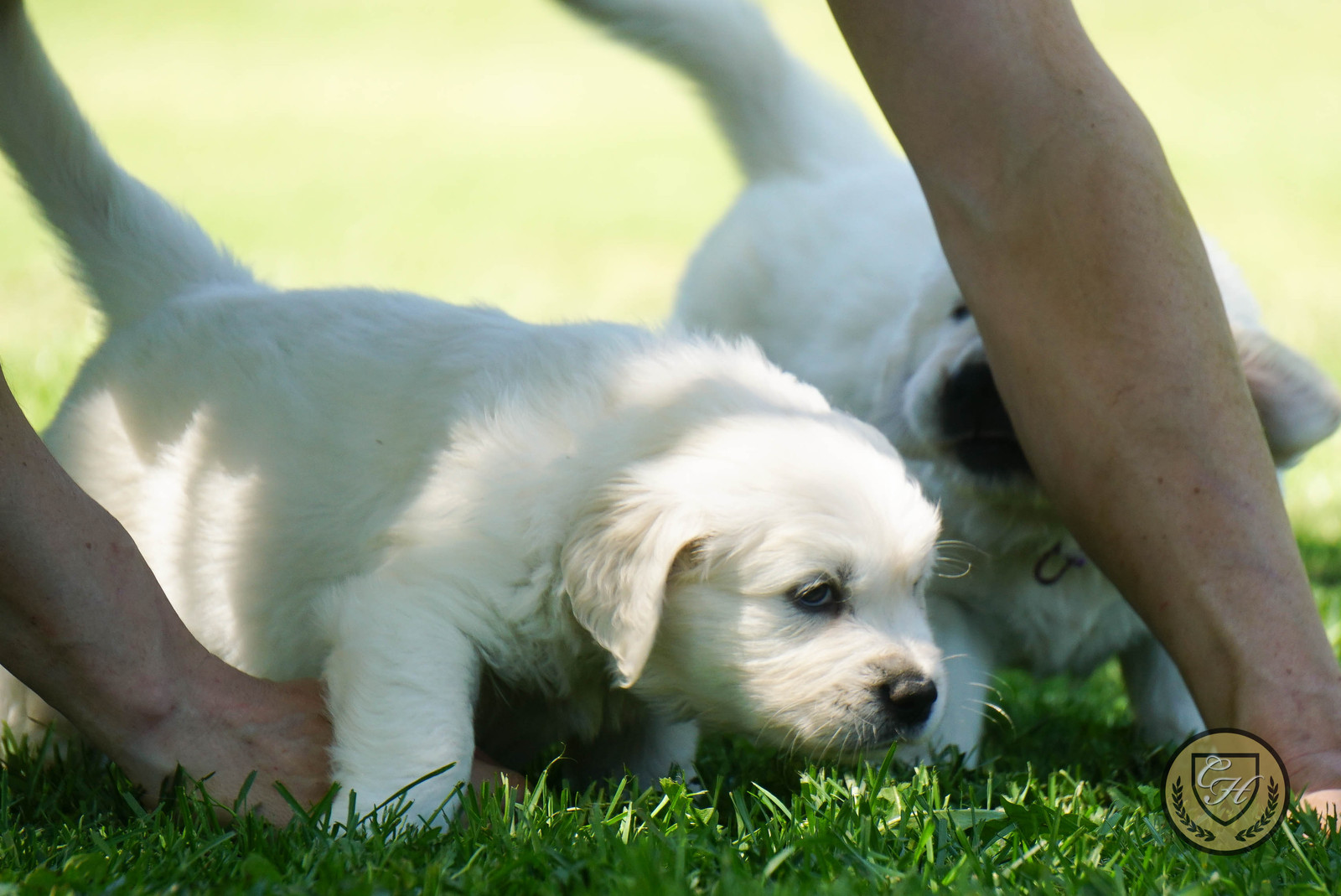 Classic Heritage English Golden Retrievers | Northern California
