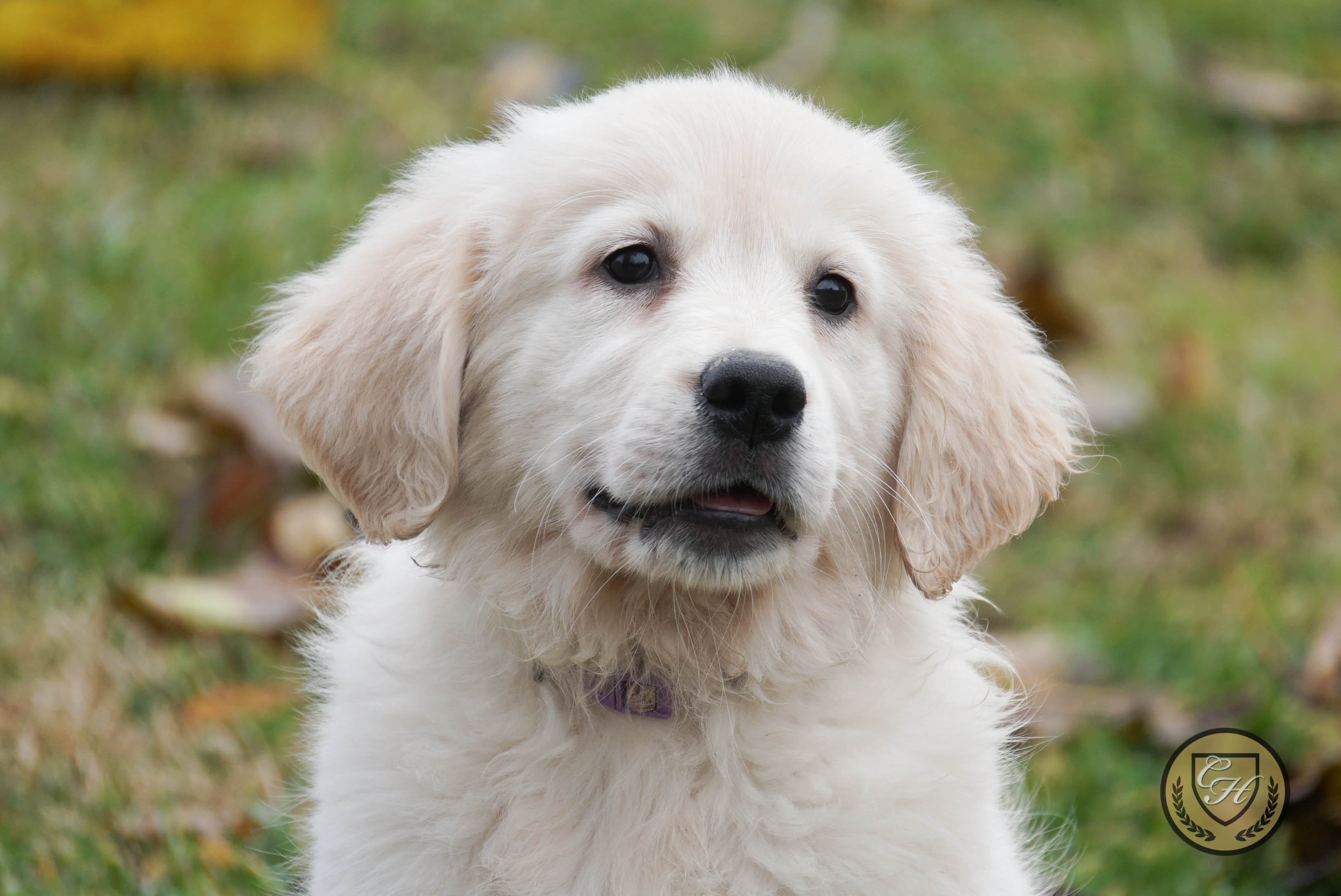 Photo Gallery | Classic Heritage Golden Retrievers