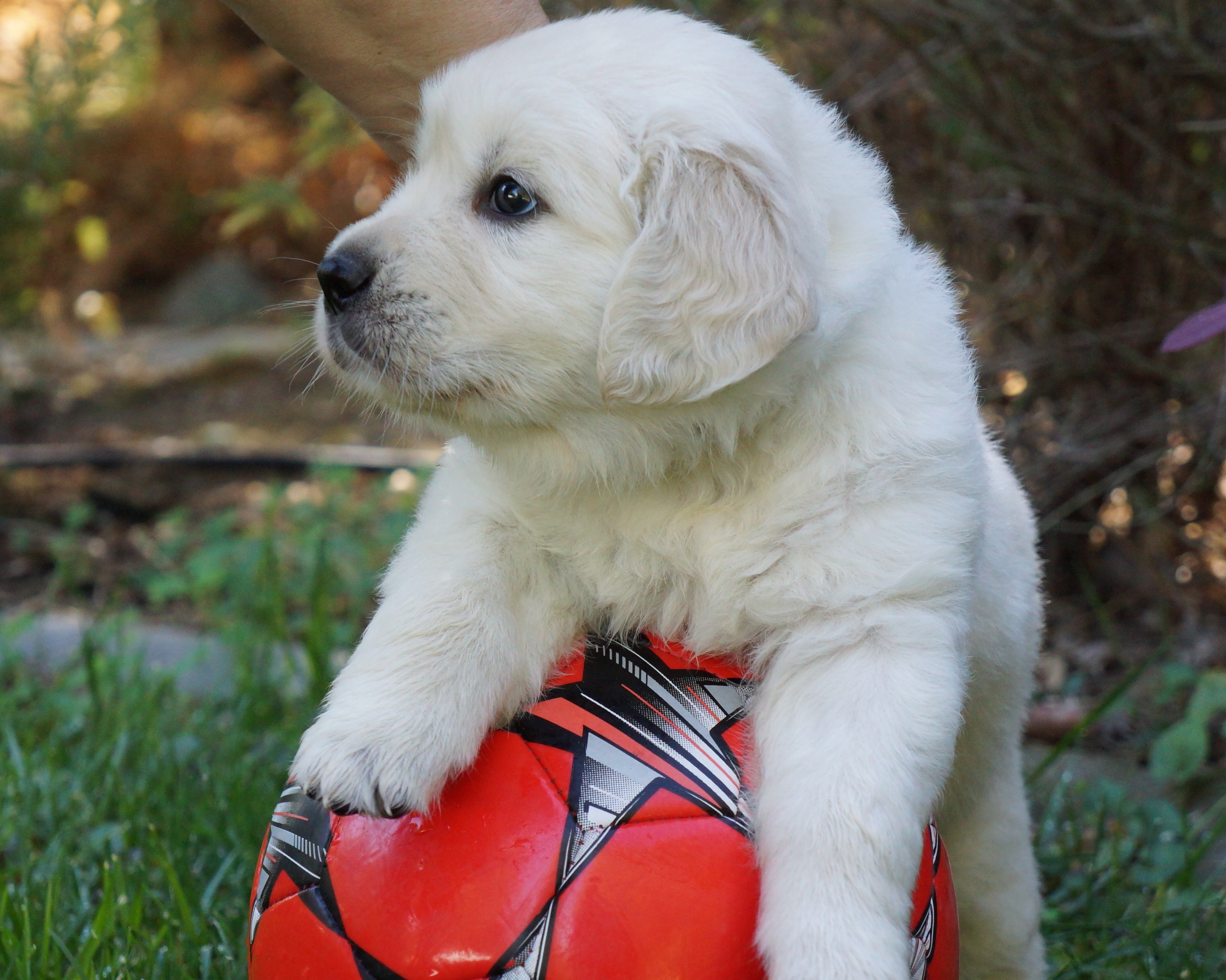 Photo Gallery | Classic Heritage Golden Retrievers