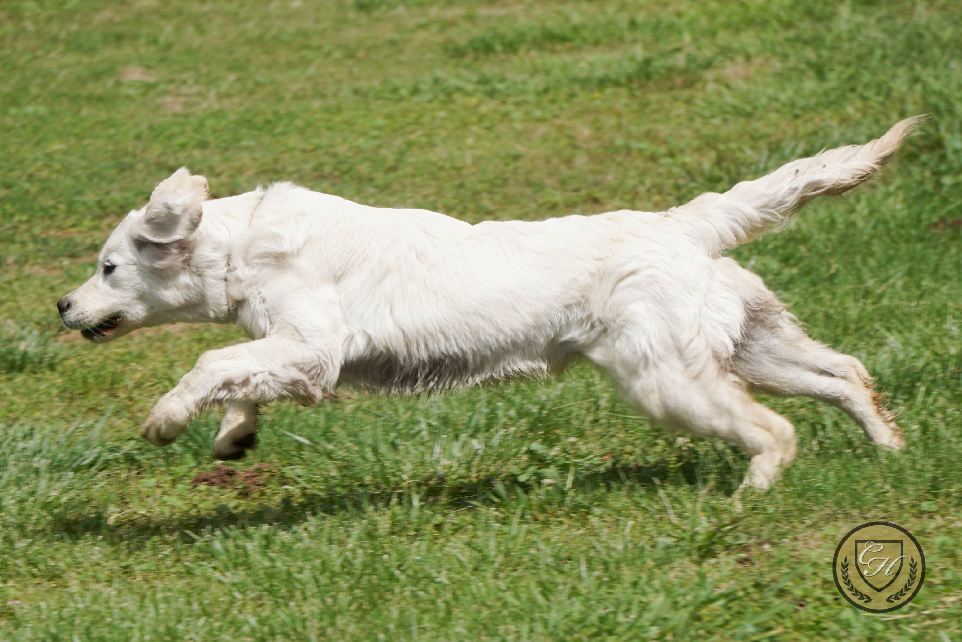 Photo Gallery | Classic Heritage Golden Retrievers
