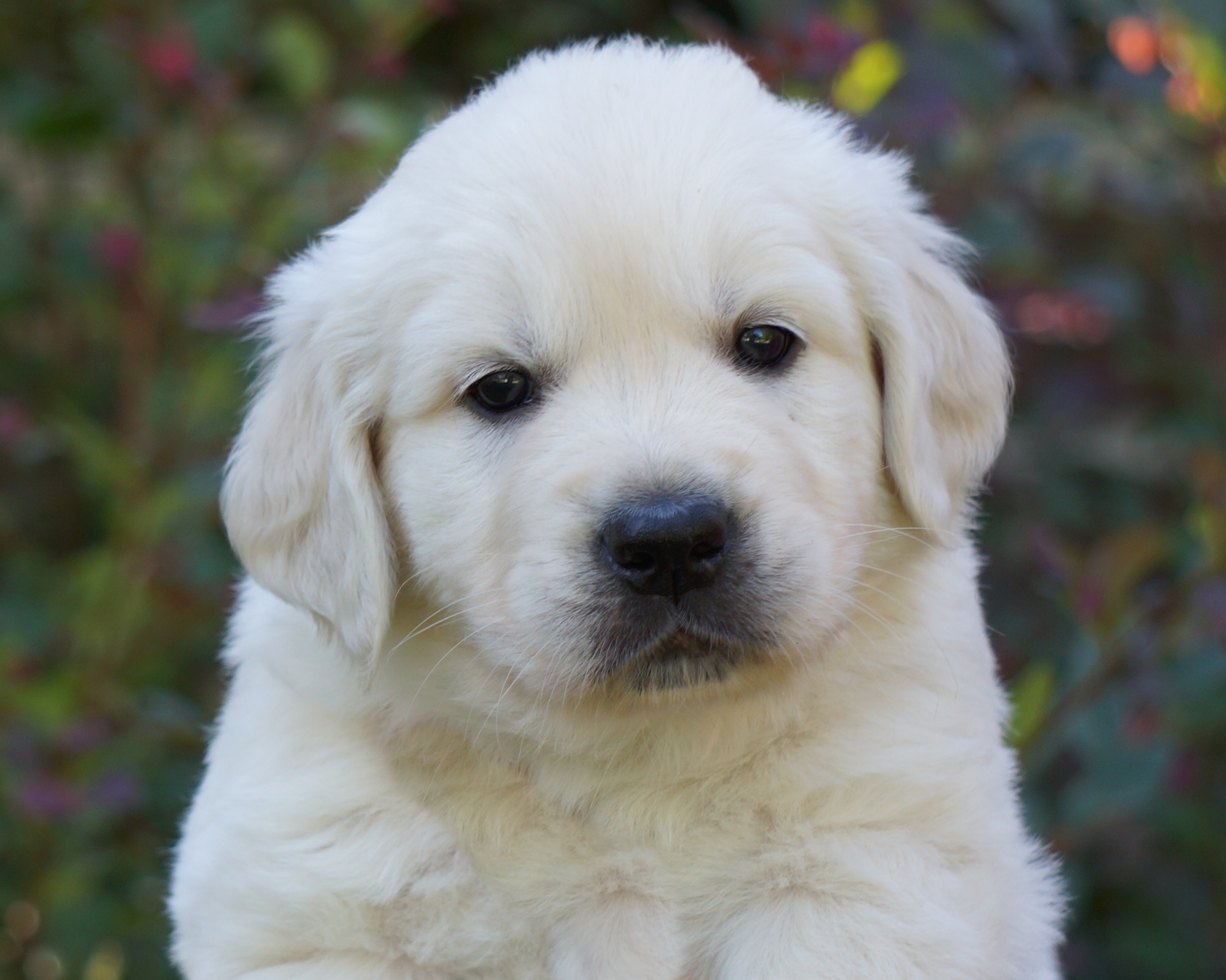 Photo Gallery | Classic Heritage Golden Retrievers