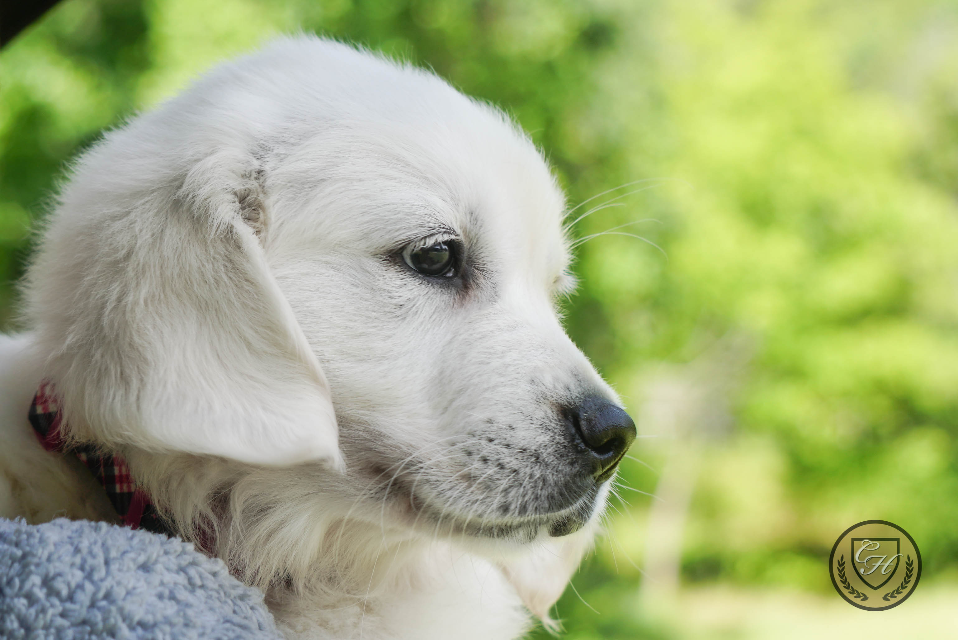 Photo Gallery | Classic Heritage Golden Retrievers