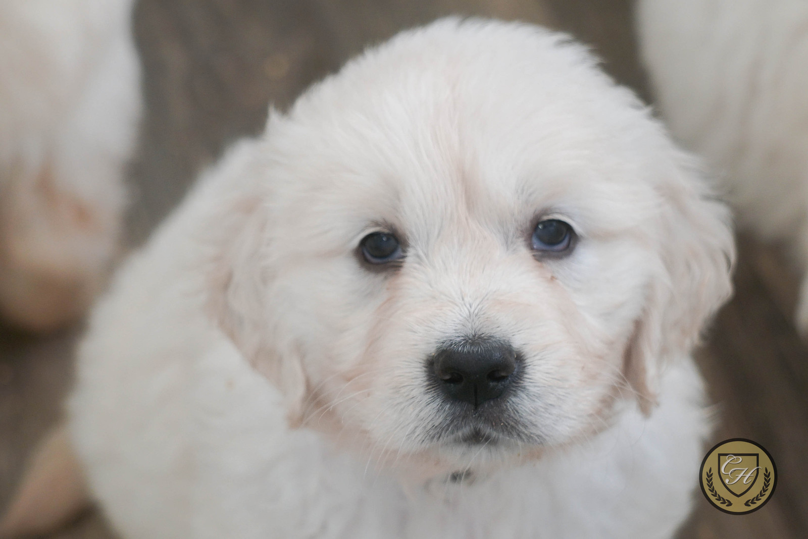 Classic Heritage English Golden Retrievers | Northern California
